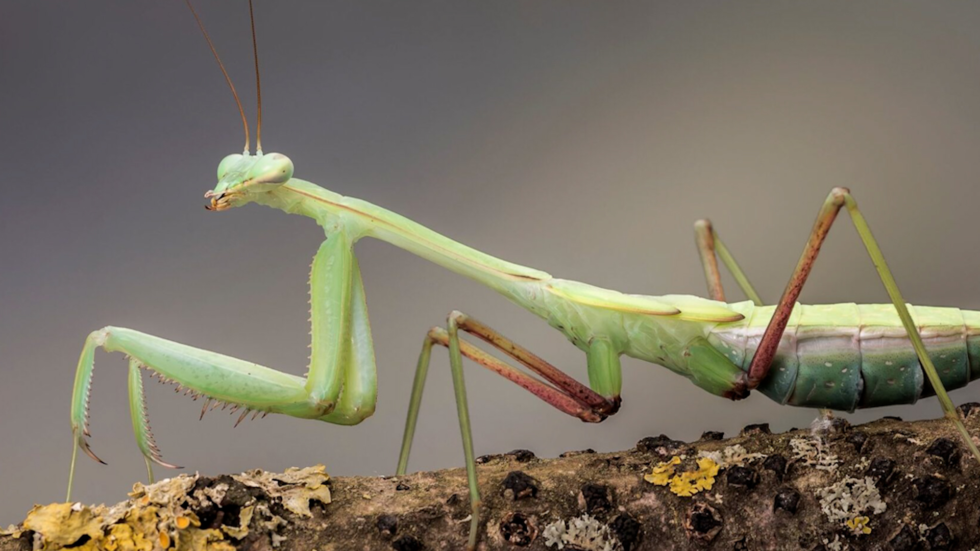 La mantide gigante asiatica è arrivata in Trentino Alto Adige - News ...